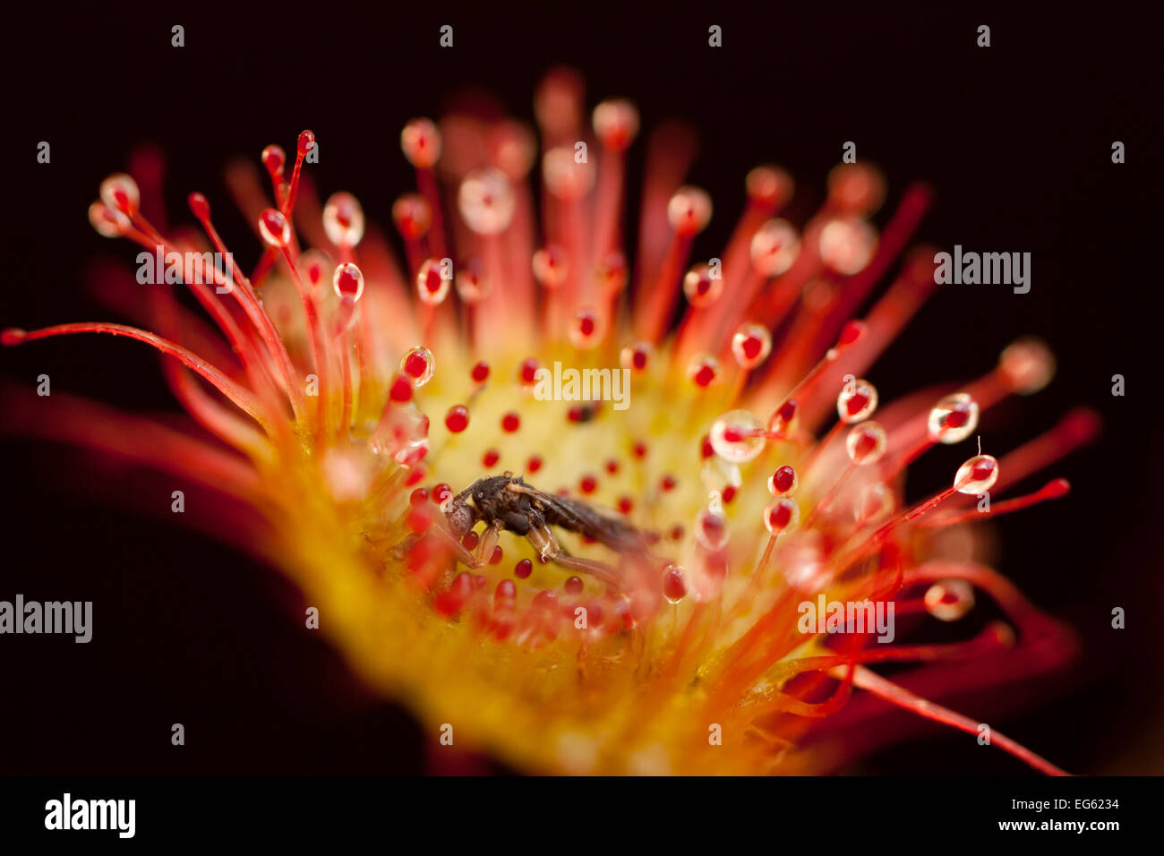 Sundew insect england hi-res stock photography and images - Alamy