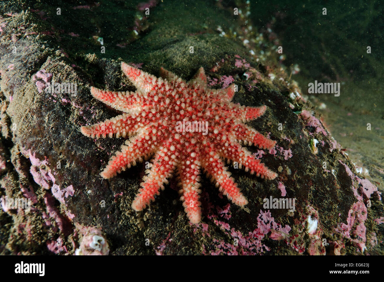 Common Sunstar (Crossaster papposus), St Abbs (St Abbs and Eyemouth ...