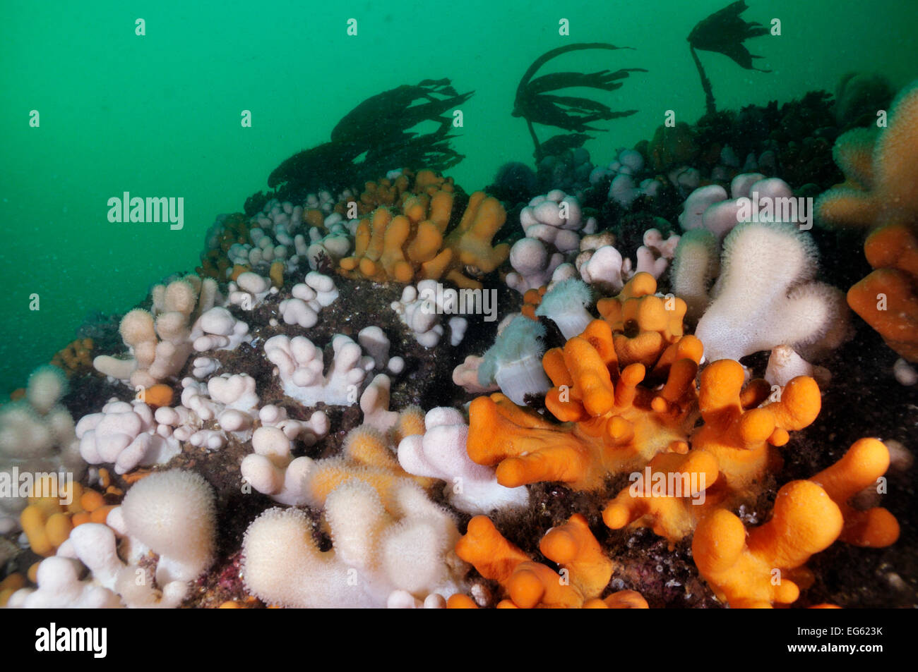 Alcyonium digitatum dead mans fingers hi-res stock photography and ...
