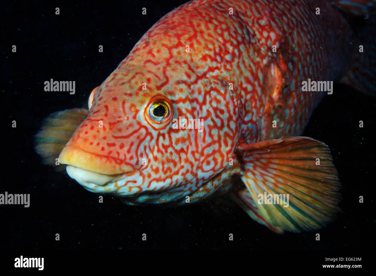 Portrait of Ballan wrasse (Labrus bergylta), St Abbs (St Abbs and ...