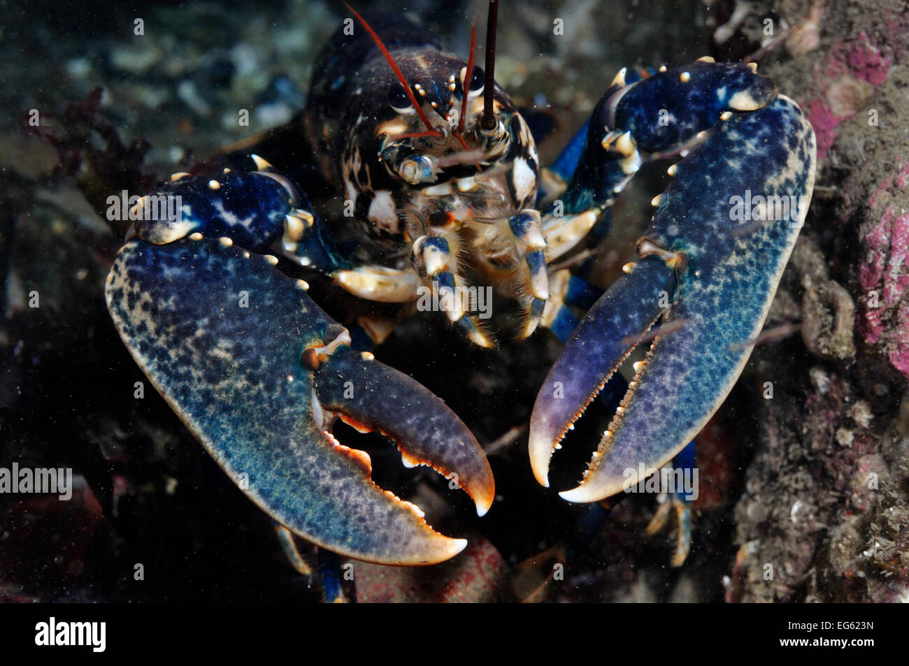 Homarus Gammarus High Resolution Stock Photography and Images - Alamy