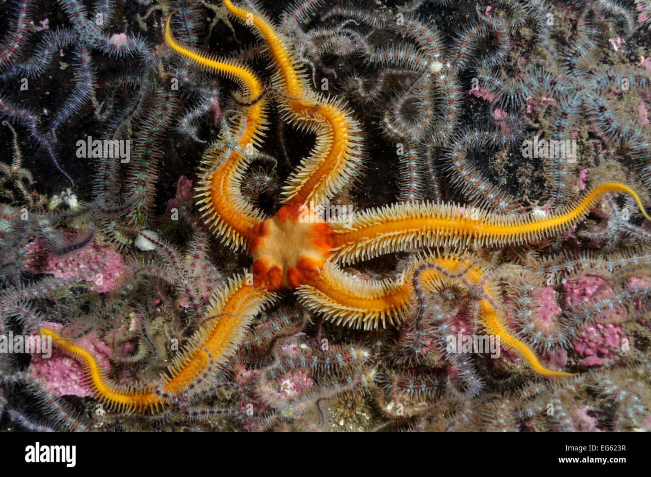 Black brittlestar (Ophiocomina nigra), yellow colour variety, with ...