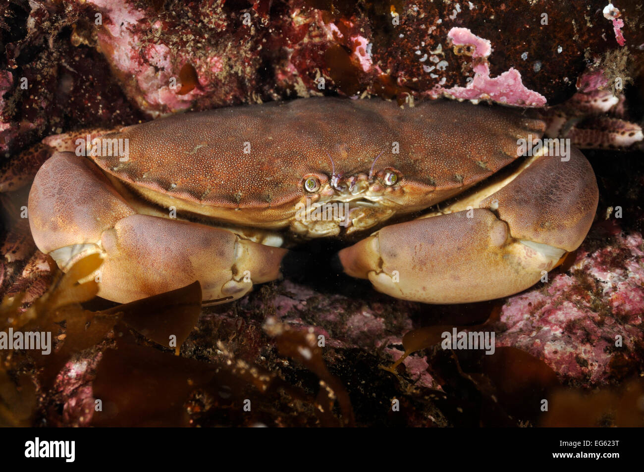 Edible crab (Cancer pagurus), St Abbs (St Abbs and Eyemouth Voluntary ...