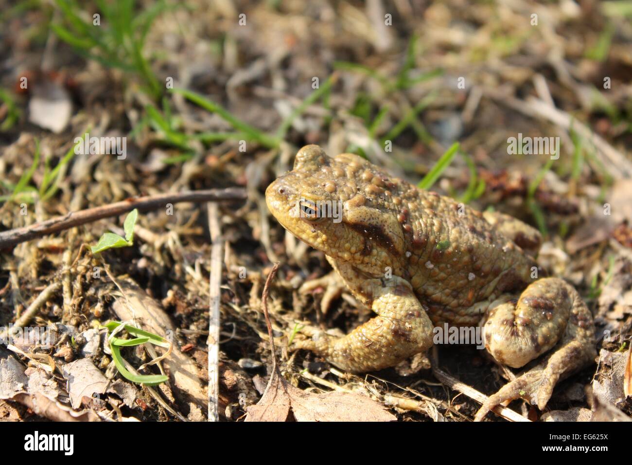 Folk Taxonomy High Resolution Stock Photography and Images - Alamy