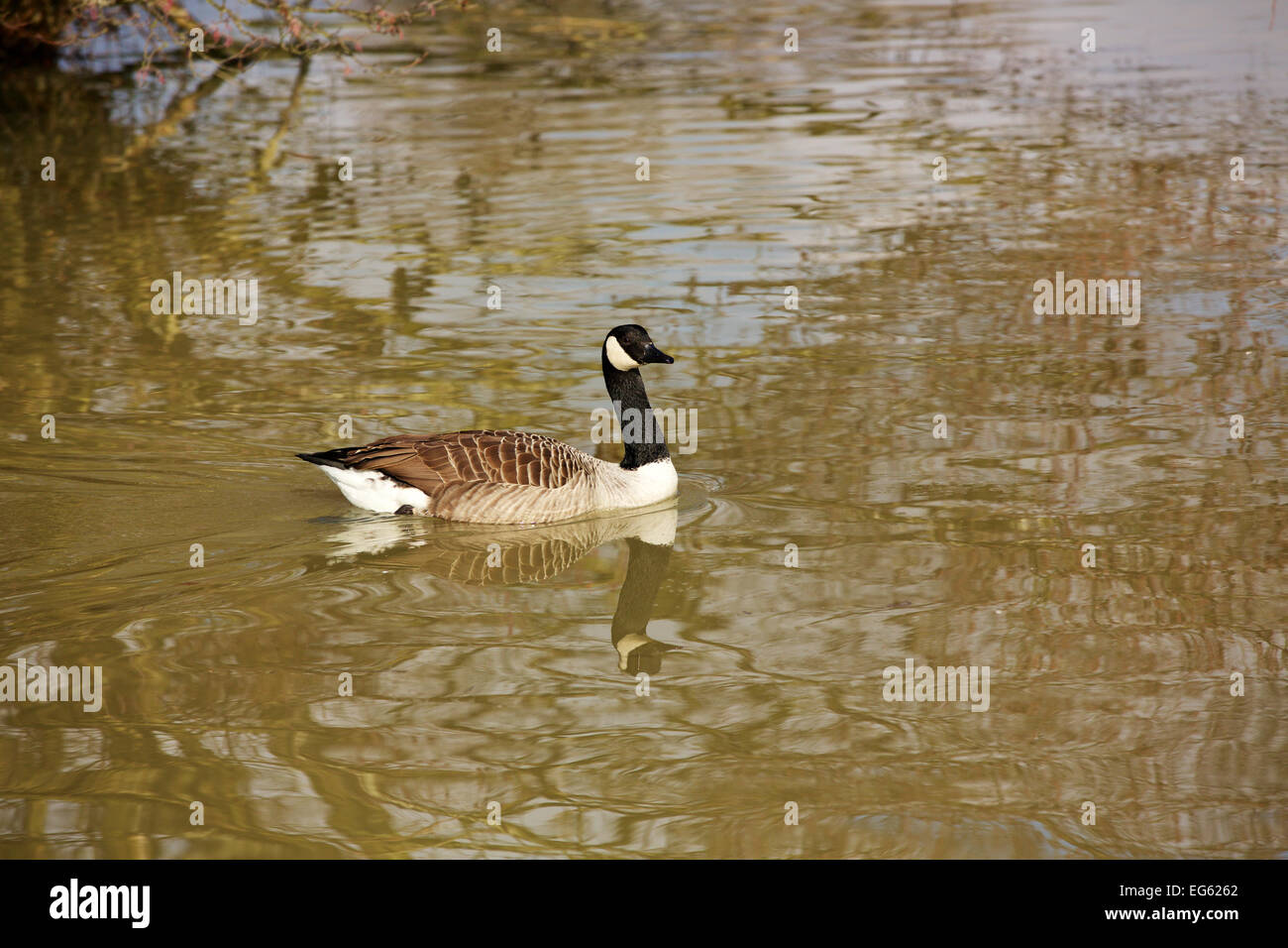 Goose paddling hi-res stock photography and images - Alamy
