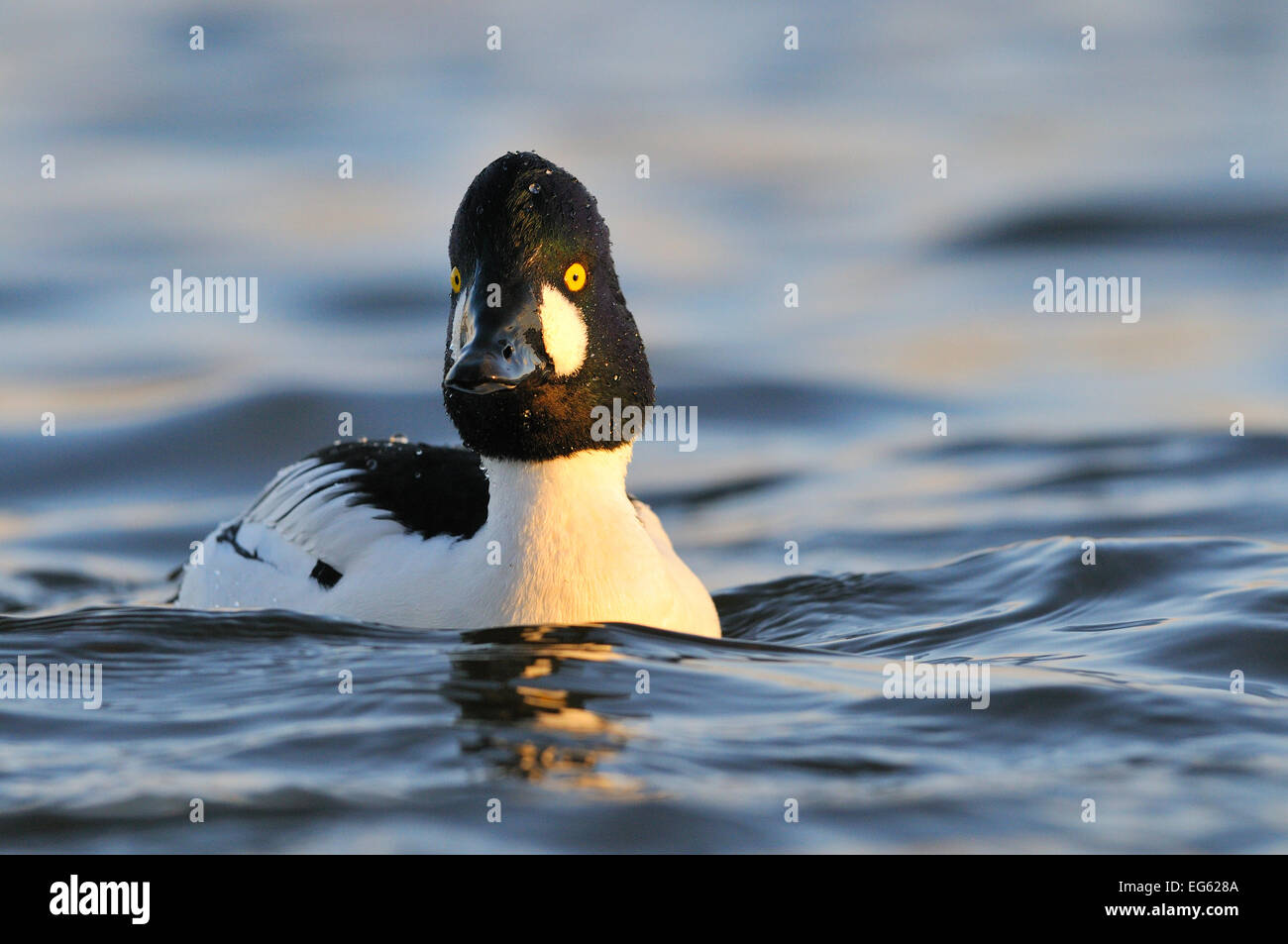 Ducks scotland nest hi-res stock photography and images - Alamy