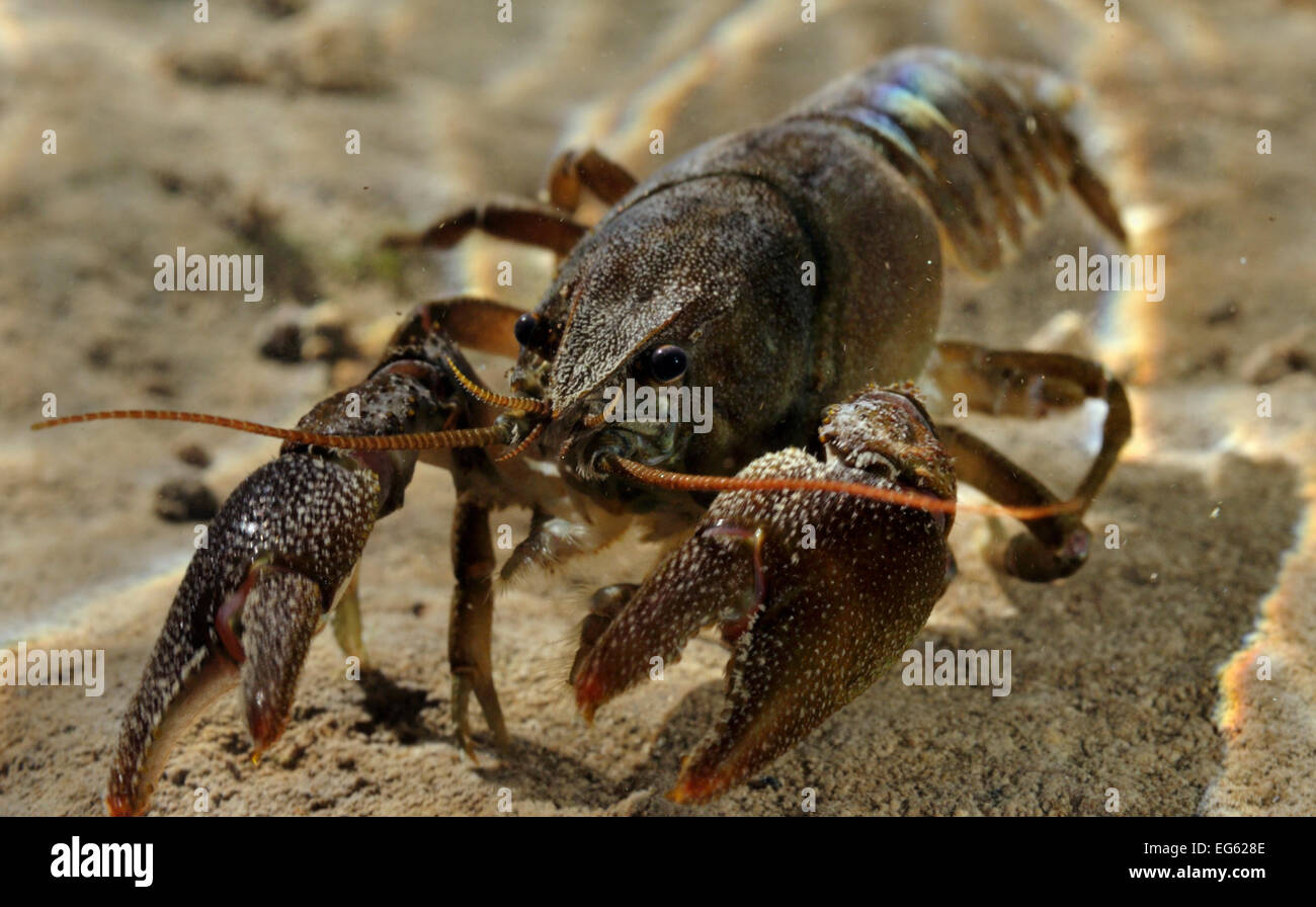 White clawed crayfish (Austropotamobius pallipes) underwater on ...