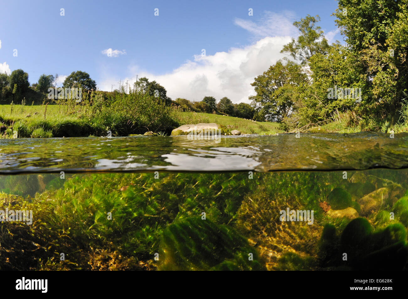 Split-level view of the River Leith, showing Water-crowfoot (Ranunculus ...