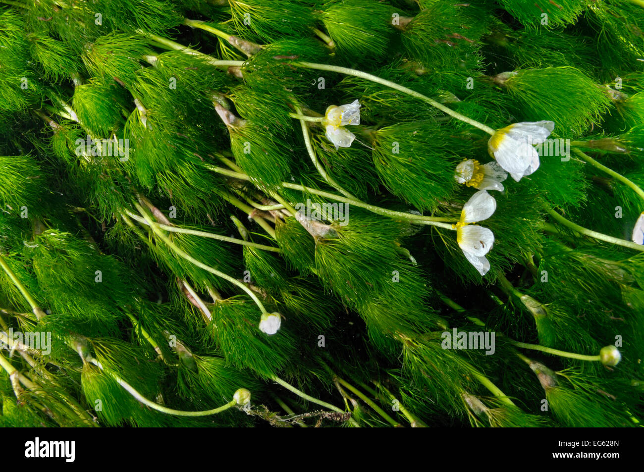 Underwater Flowers Names