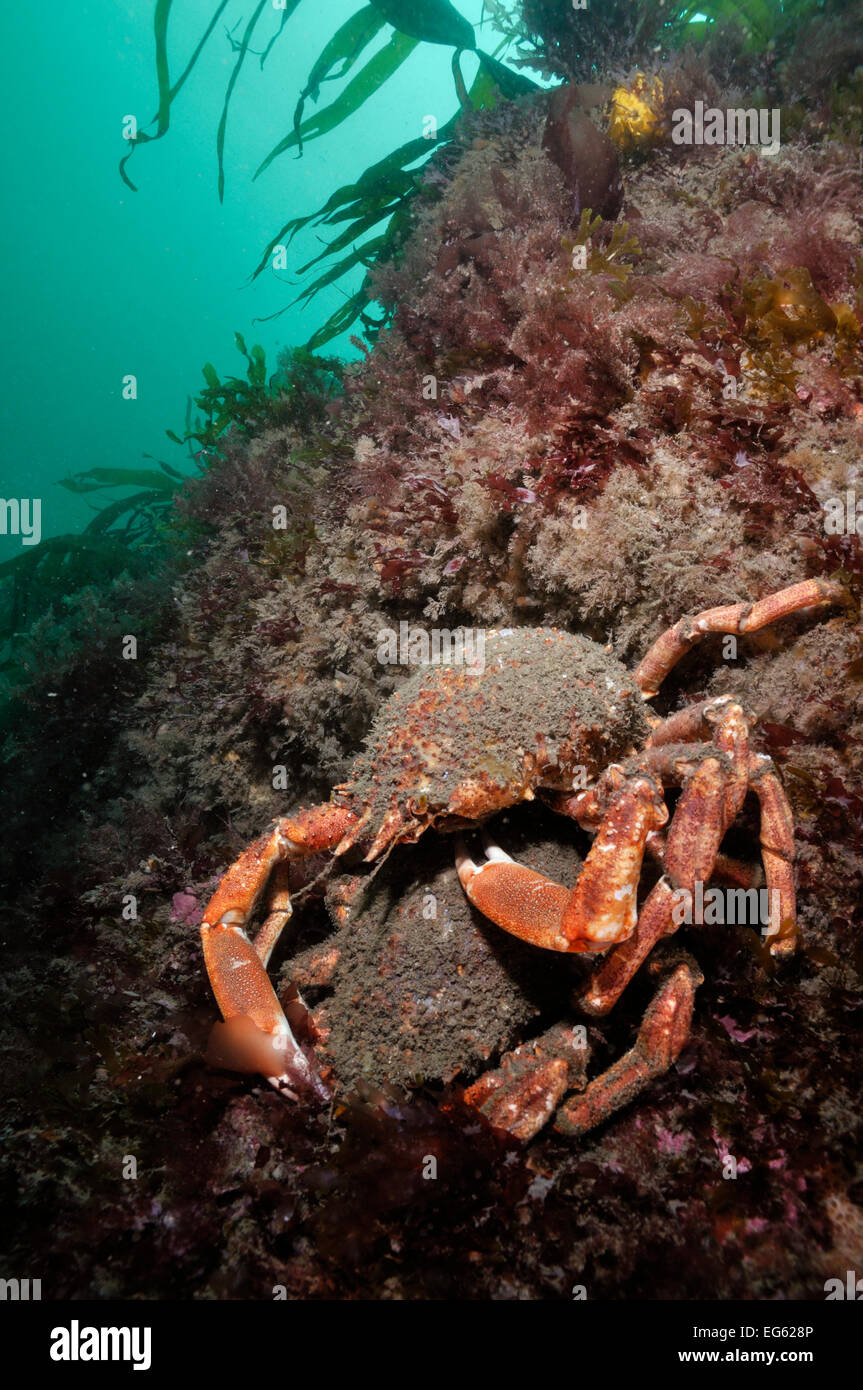 Spiny spider crab (Maja brachydactyla / squinado) pair on rock covered ...
