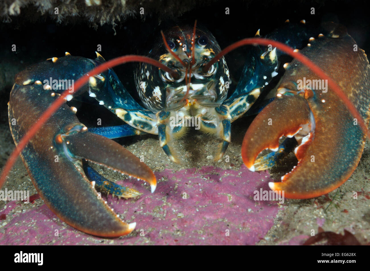 Homarus gammarus hi-res stock photography and images - Alamy