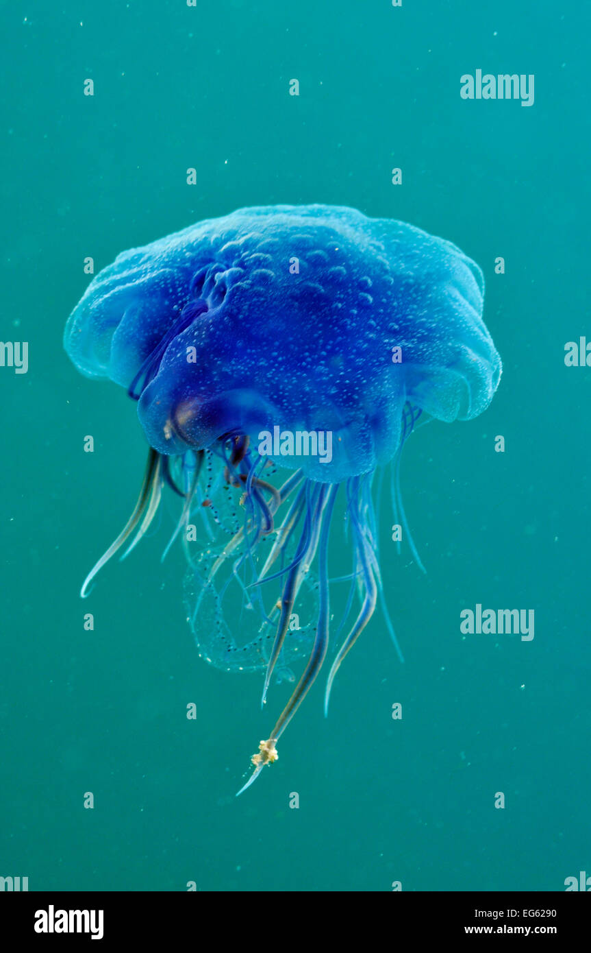 Jellyfish Feeding The Upside Of Rising Jellyfish Numbers? Many Animals