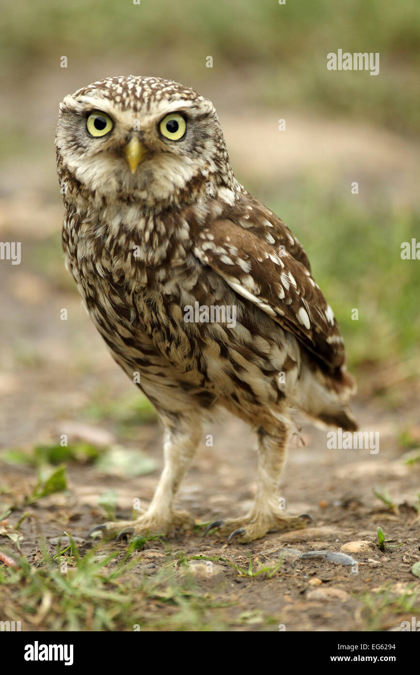 Owls england hi-res stock photography and images - Alamy