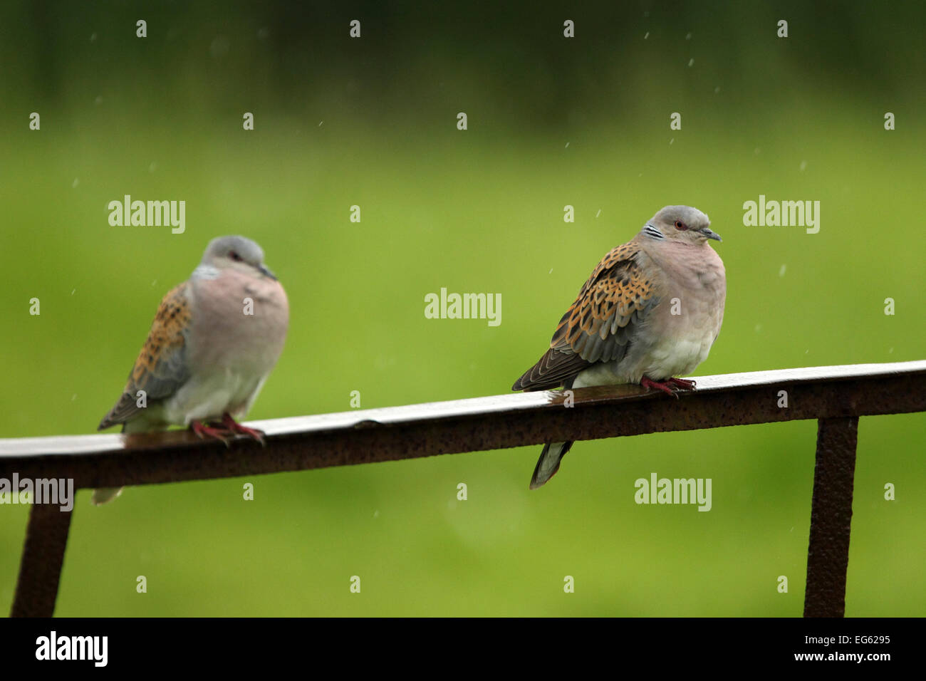 Two Turtle doves (Streptopelia turtur) perched on a rusting iron rail ...