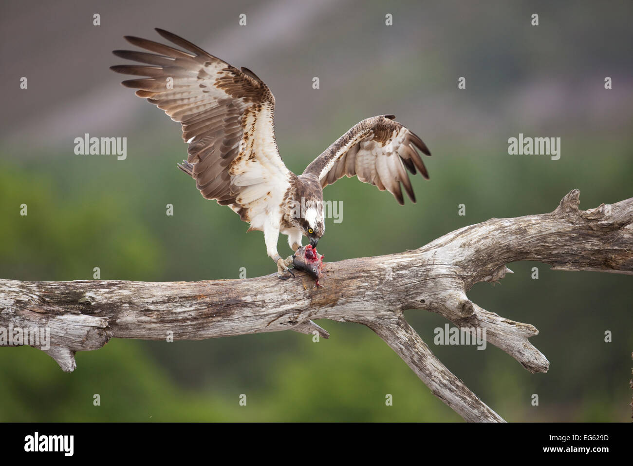 Fish eating birds hi-res stock photography and images - Alamy