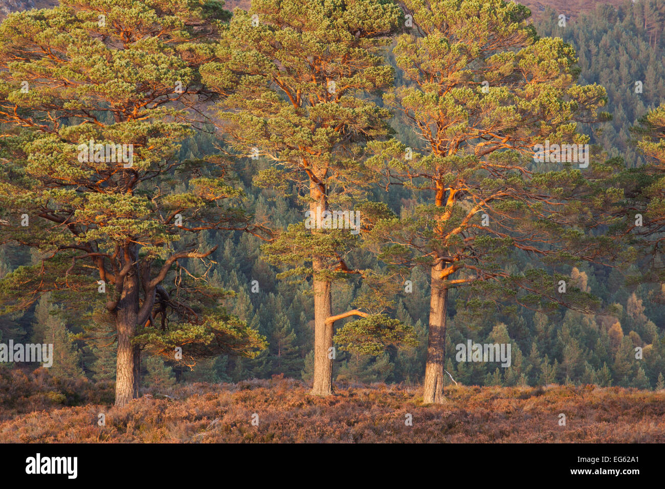 Three Scots pine (Pinus sylvestris) trees, with conifer woodland in the ...