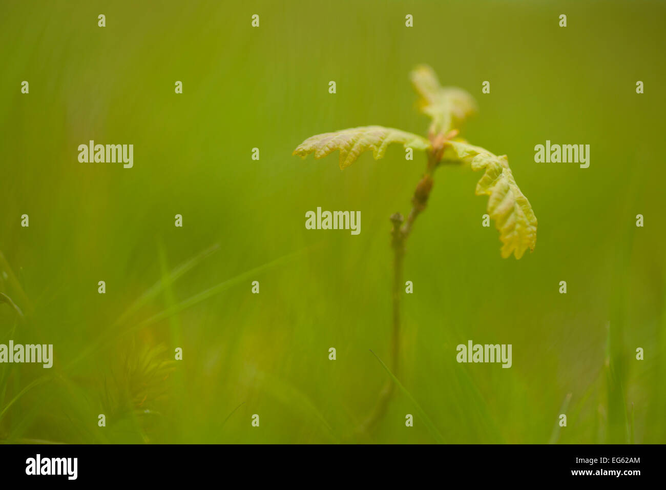 Oak sapling hi-res stock photography and images - Alamy