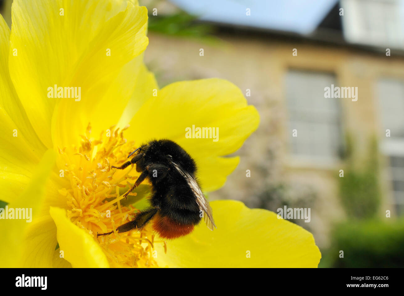 Queen Red tailed bumblebee (Bombus lapidarius) feeding on Yellow tree ...