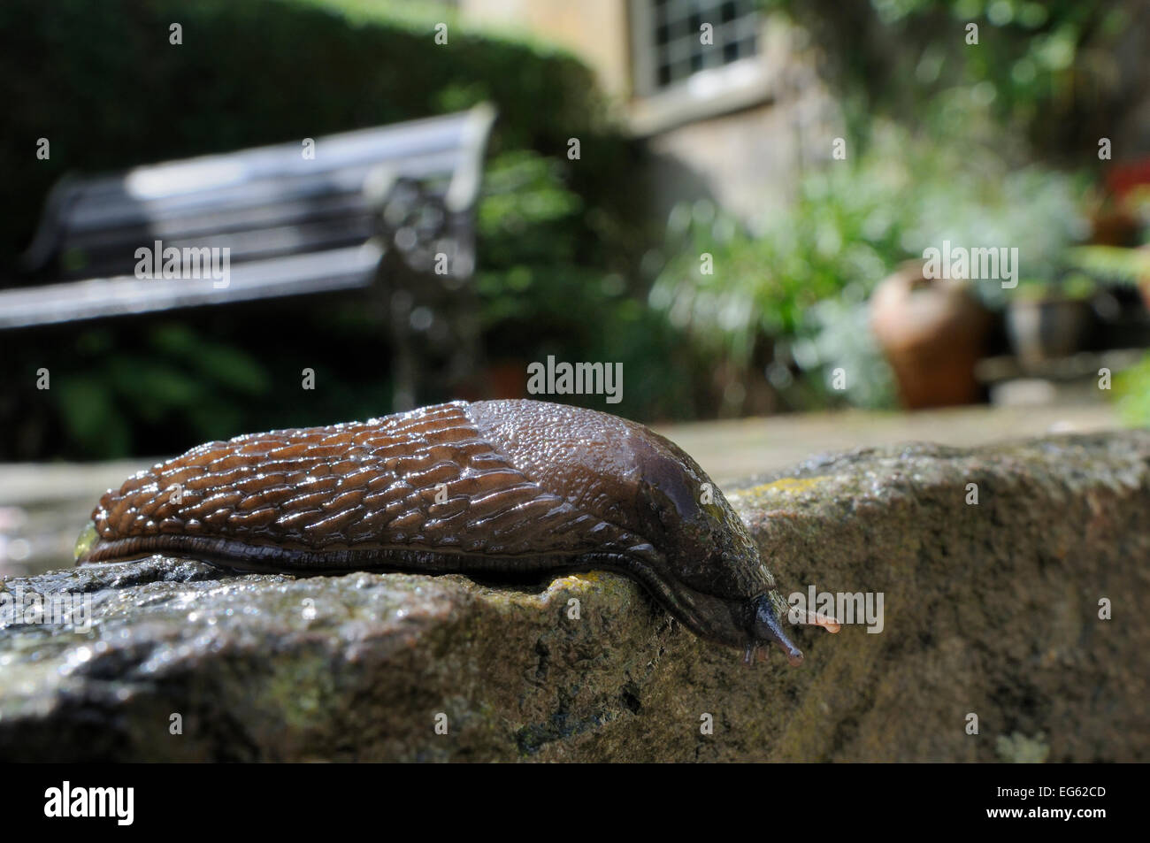Black slug (Arion ater), brown form, crawling over patio after rain ...