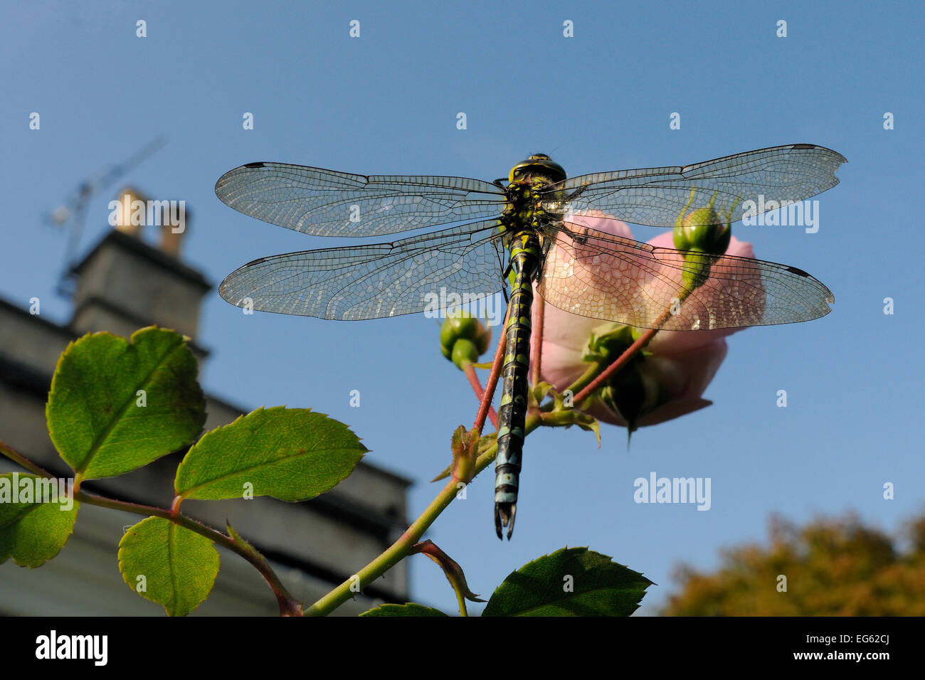 Cyanea sp hi-res stock photography and images - Alamy