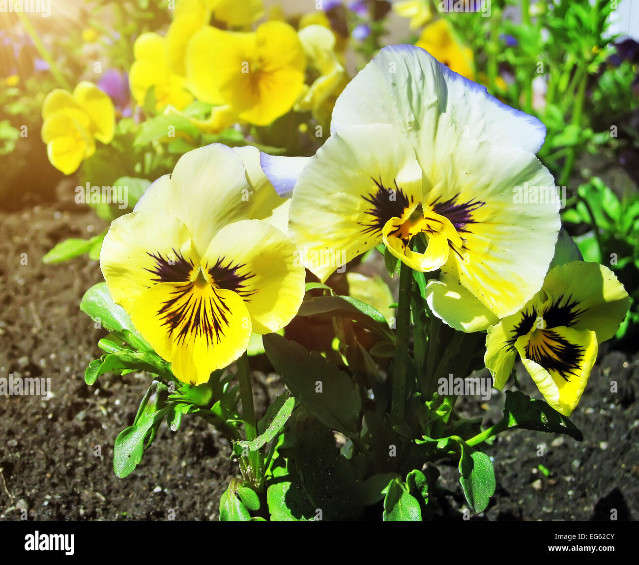 Flowerbed of viola tricolor or kiss-me-quick (heart-ease flowers) in ...