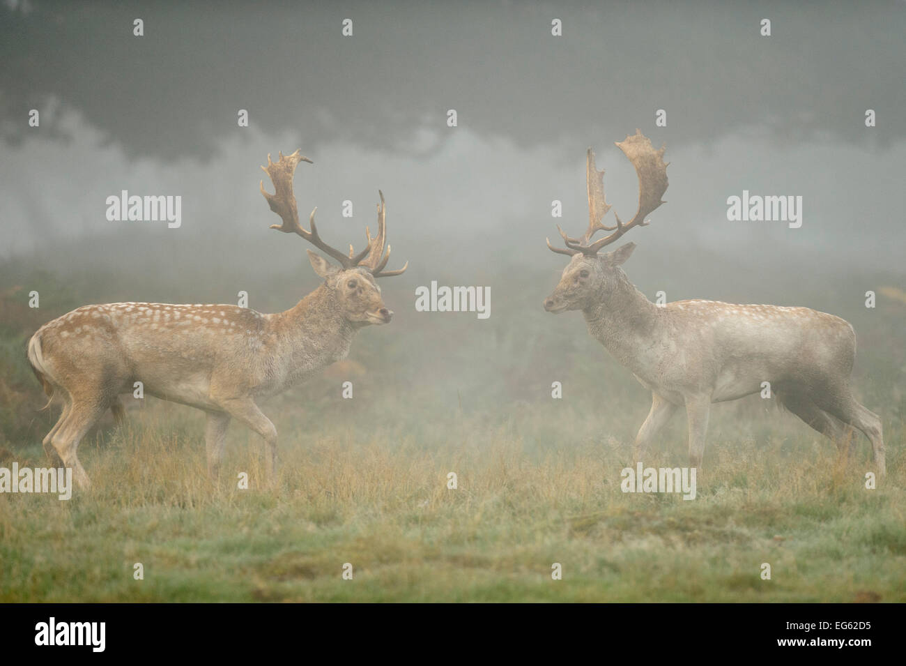 Two Fallow deer (Dama dama) bucks during fight, rutting season ...