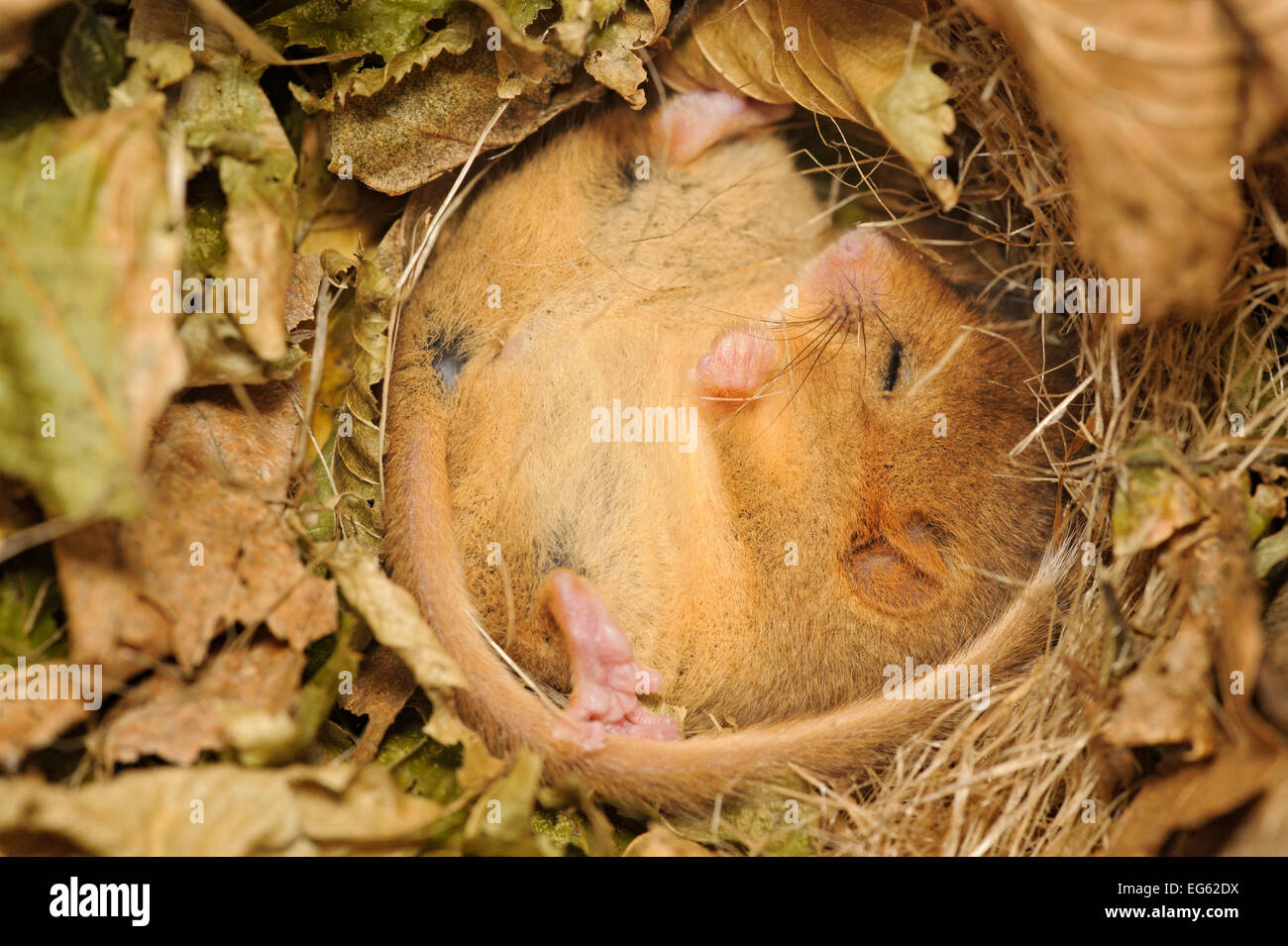Hibernating dormouse hi-res stock photography and images - Alamy