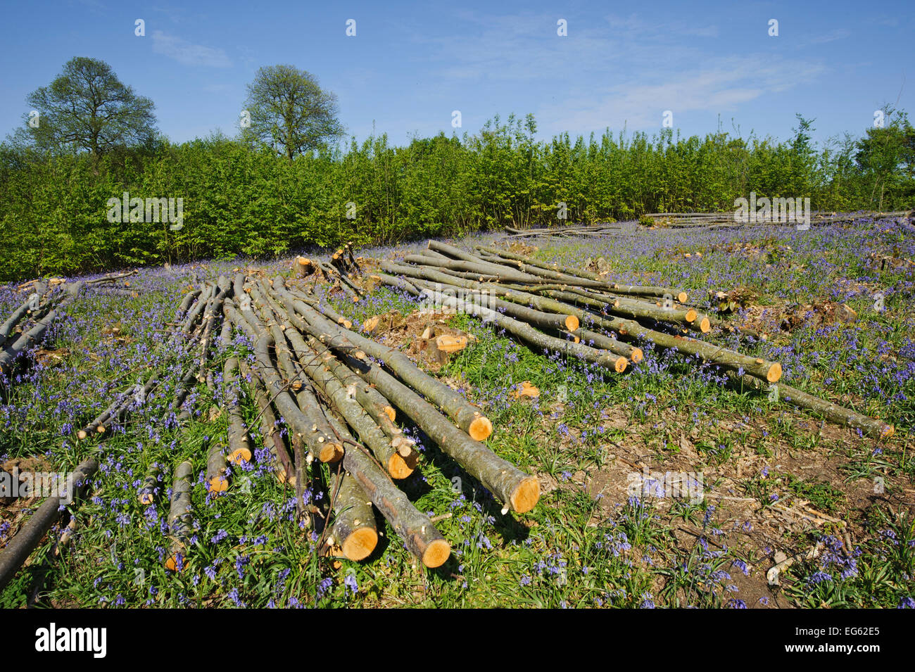 Dormice chestnut hi-res stock photography and images - Alamy