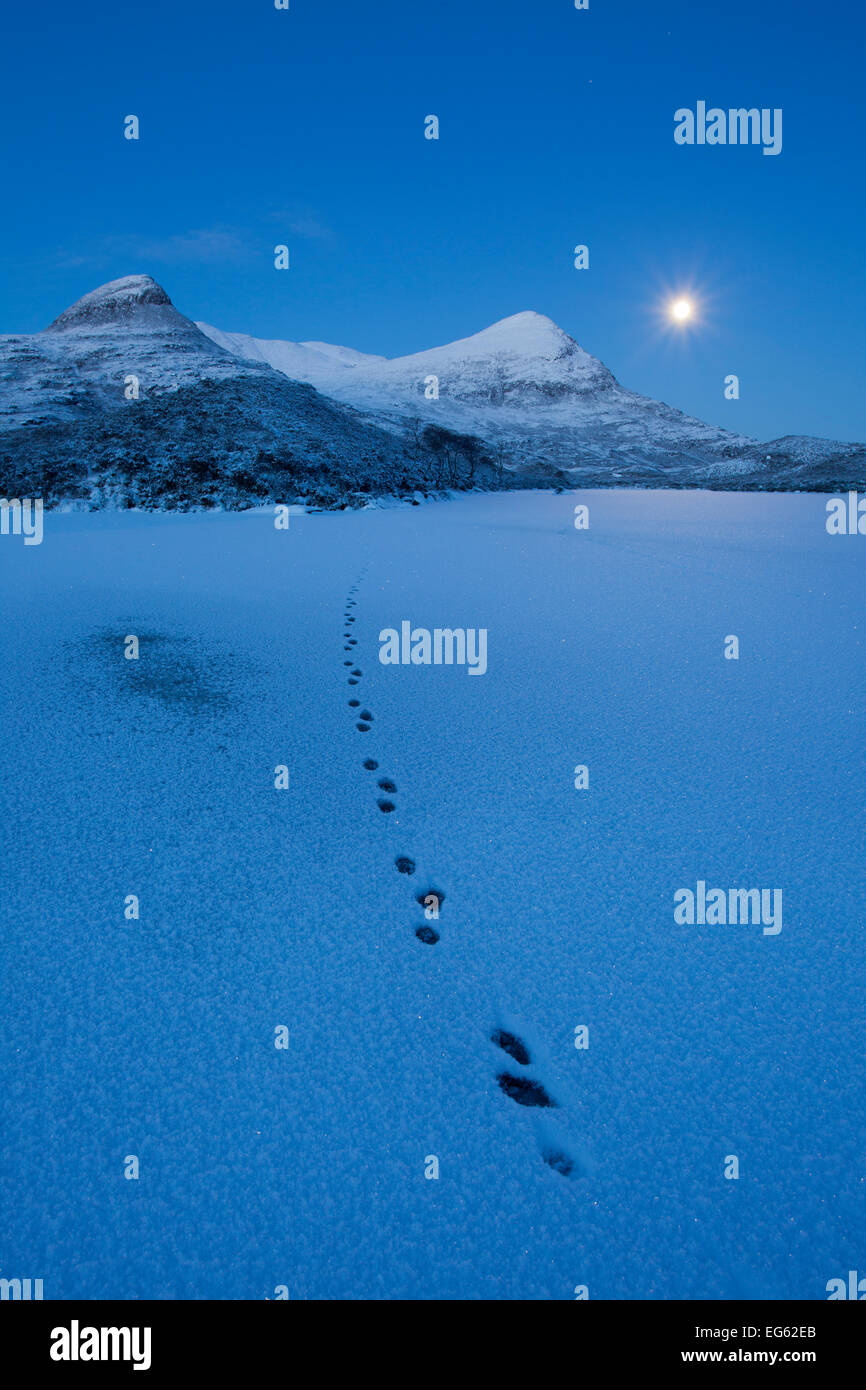 Coigach otter hi-res stock photography and images - Alamy