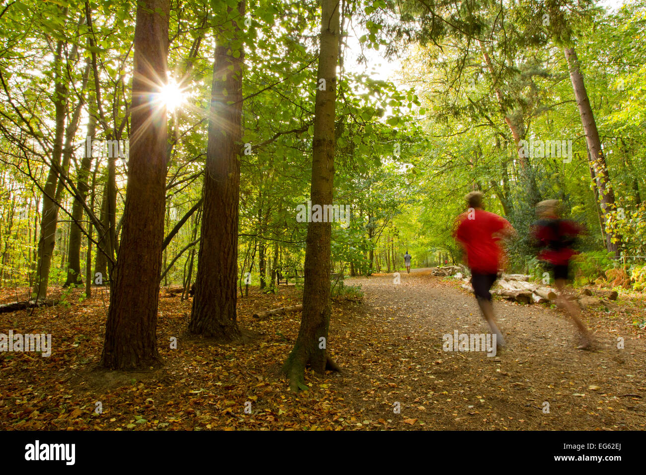 Two people jogging along a path though woodland with the sun shining ...