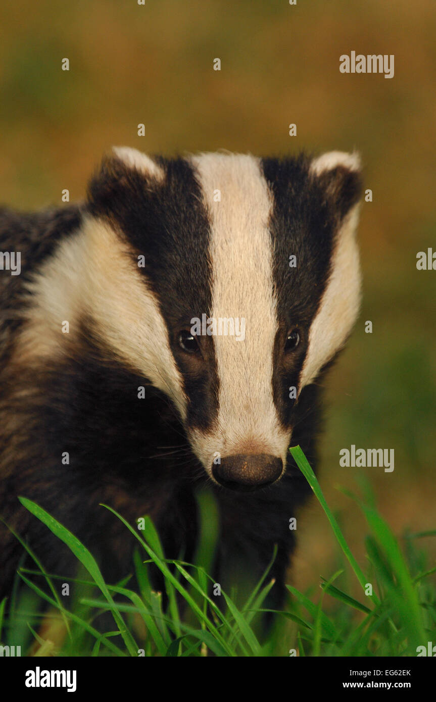 Adult badgers uk hi-res stock photography and images - Alamy