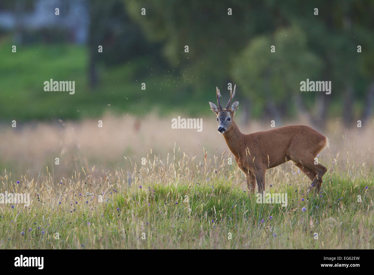 Roe deer (Capreolus capreolus) buck in a meadow in summer, Cairngorms ...