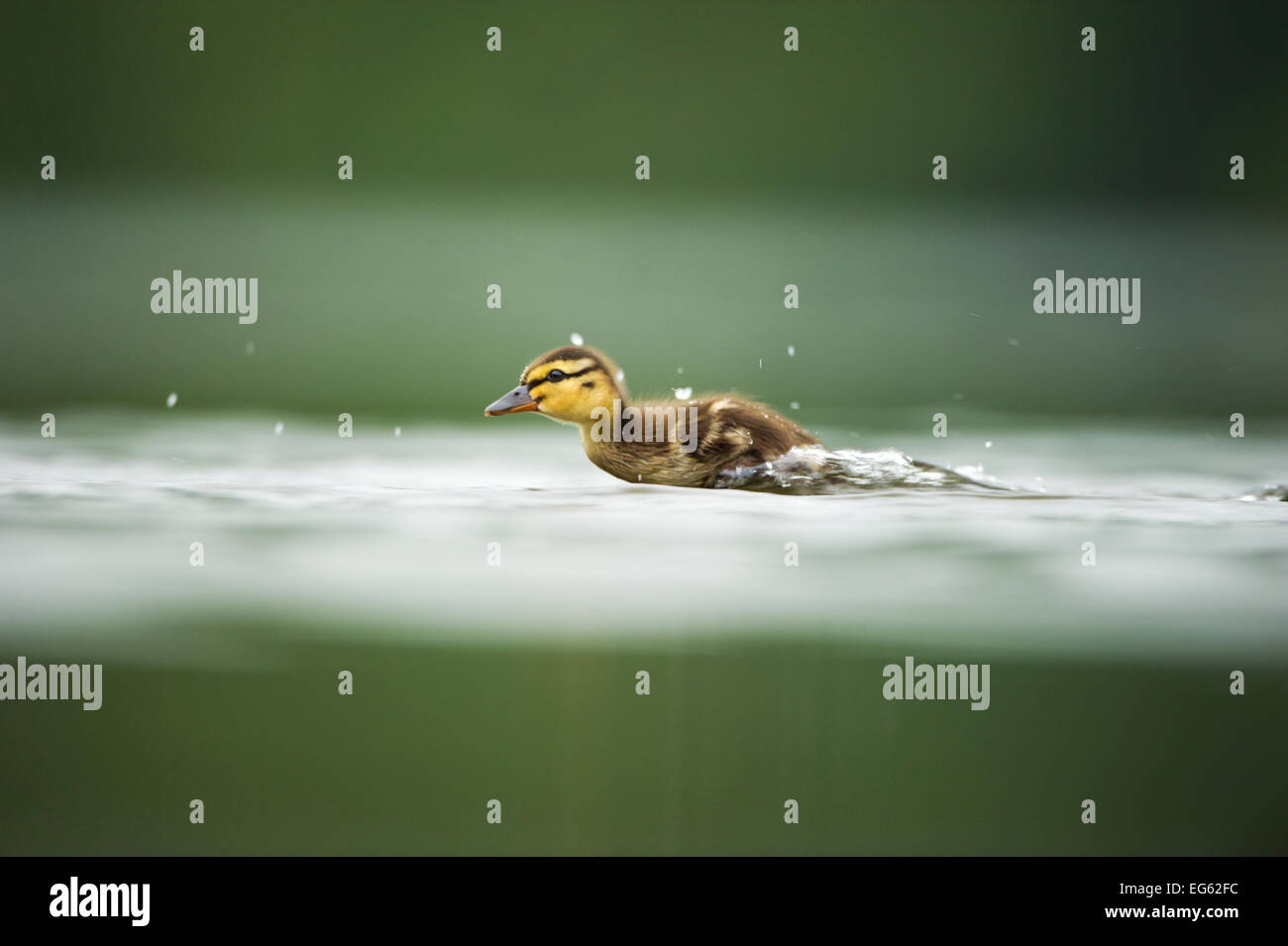 A Mallard (Anas platyrhynchos) duckling scurries across the surface of ...