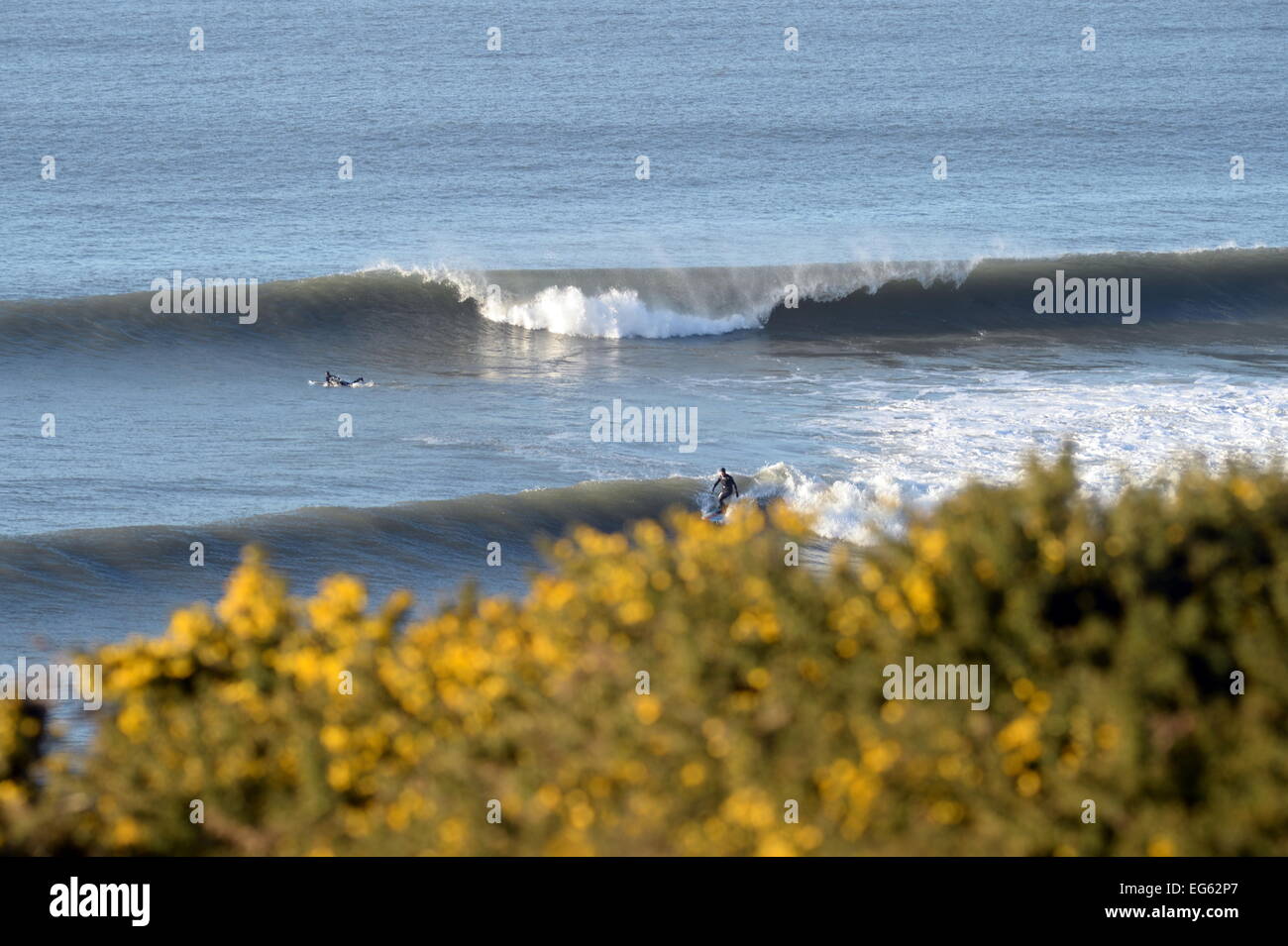 Perfect surfing conditions on the Gower coast; Wales, UK. Wildflowers ...