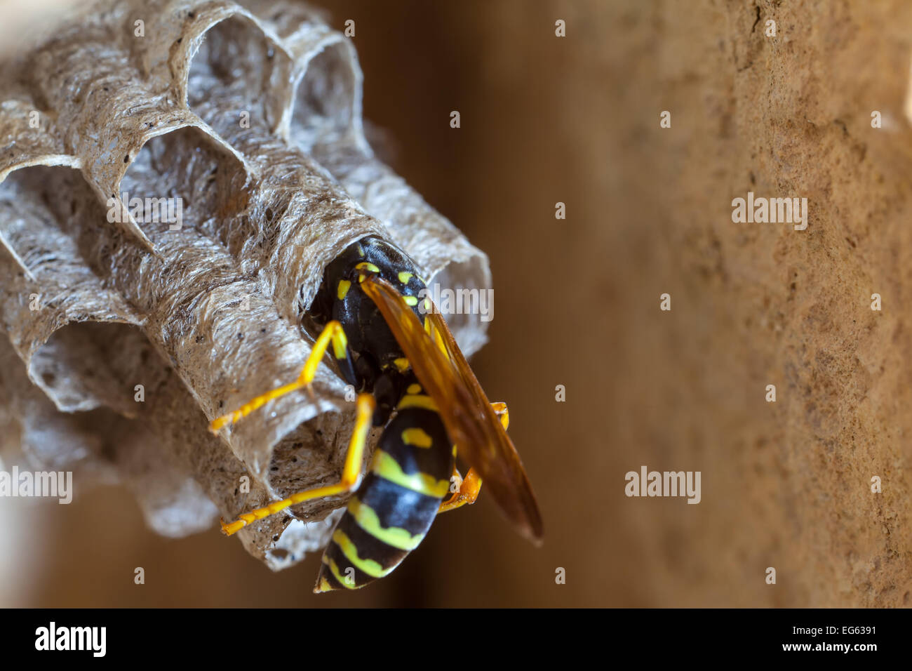 Paper wasp nest Stock Photo - Alamy