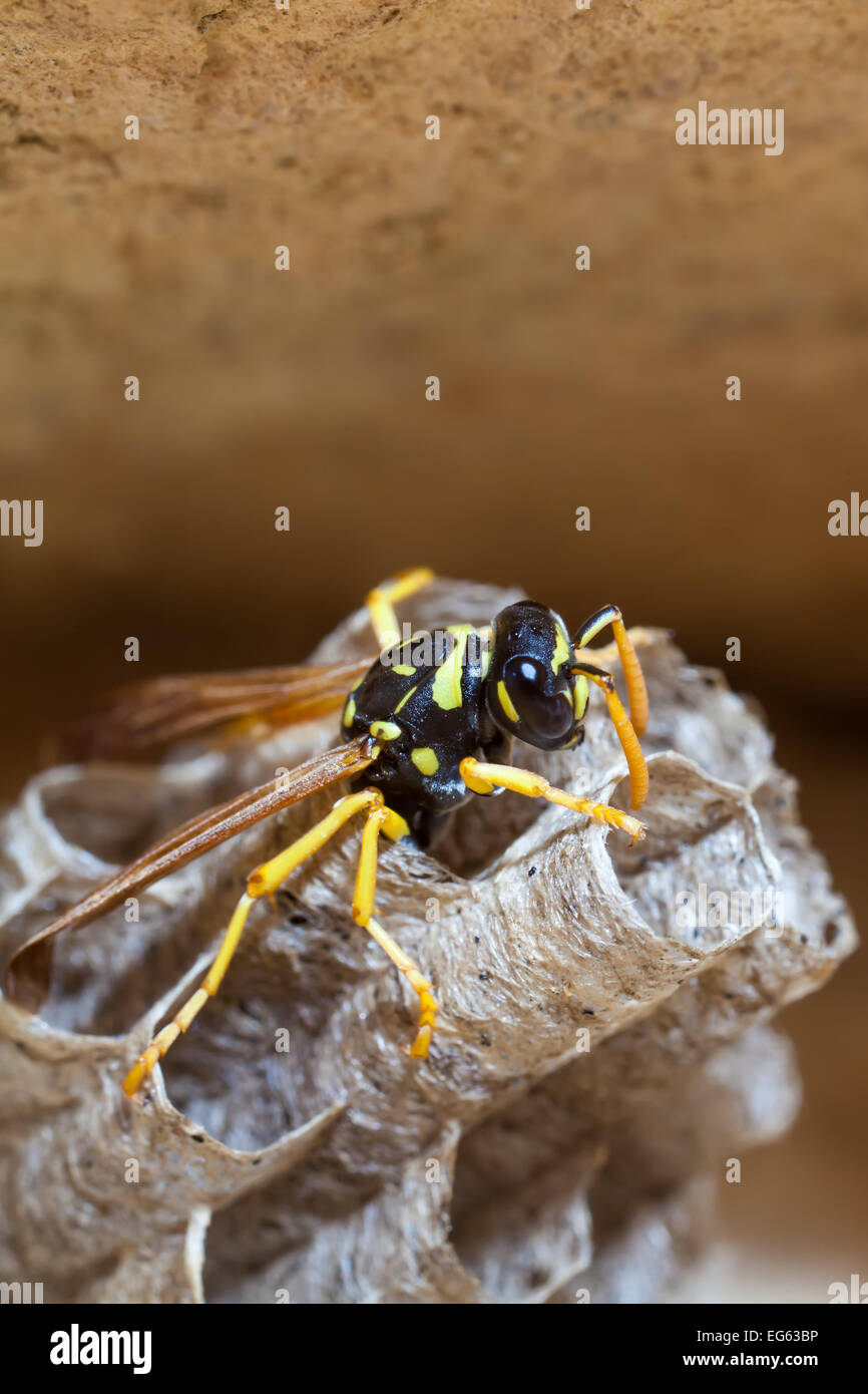 Wasp at nest hi-res stock photography and images - Alamy