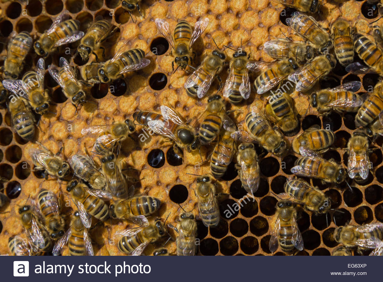 Queen Bee Uk High Resolution Stock Photography and Images - Alamy