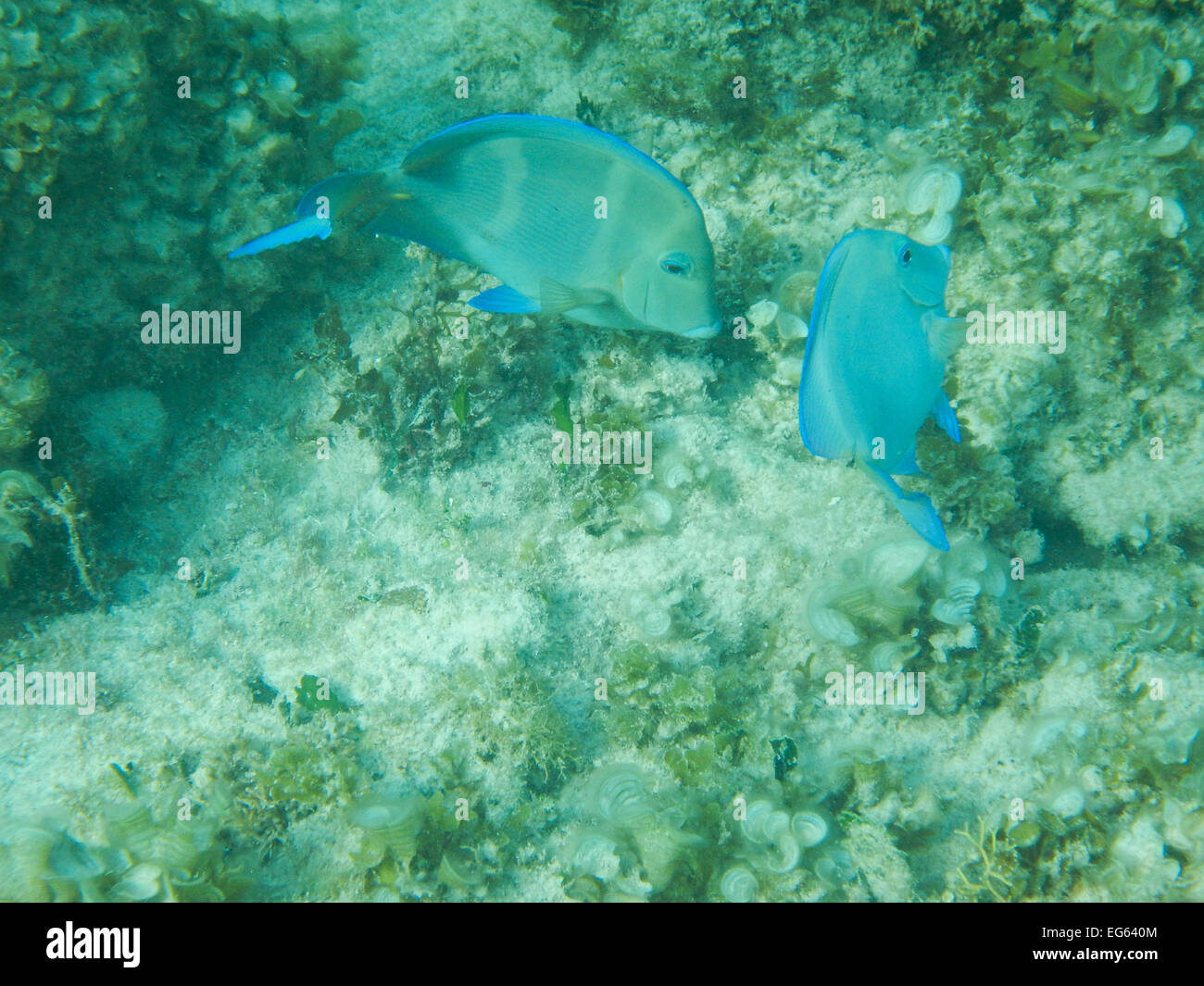 Two reef fishes circle each other underwater Stock Photo - Alamy