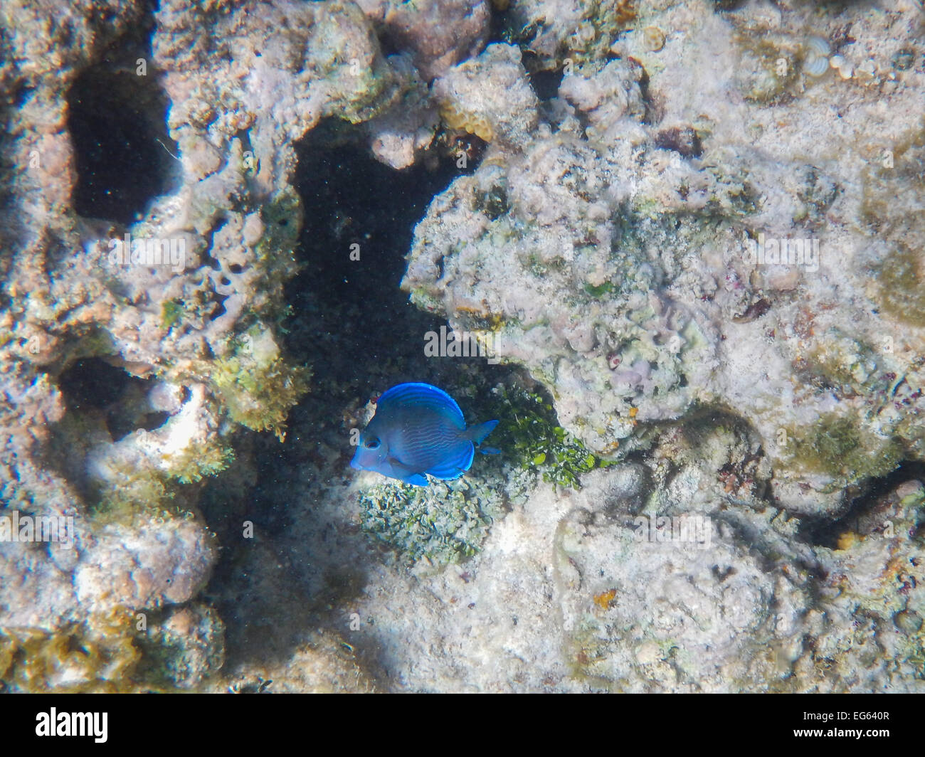 A brilliant blue coral reef fish underwater Stock Photo - Alamy
