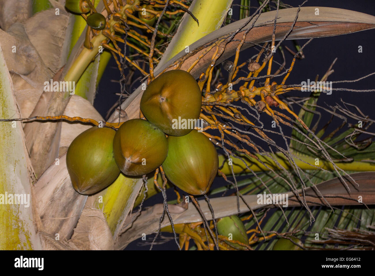 Coconuts hanging from tree hi-res stock photography and images - Alamy