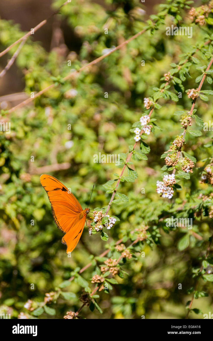 The flame butterfly hi-res stock photography and images - Alamy