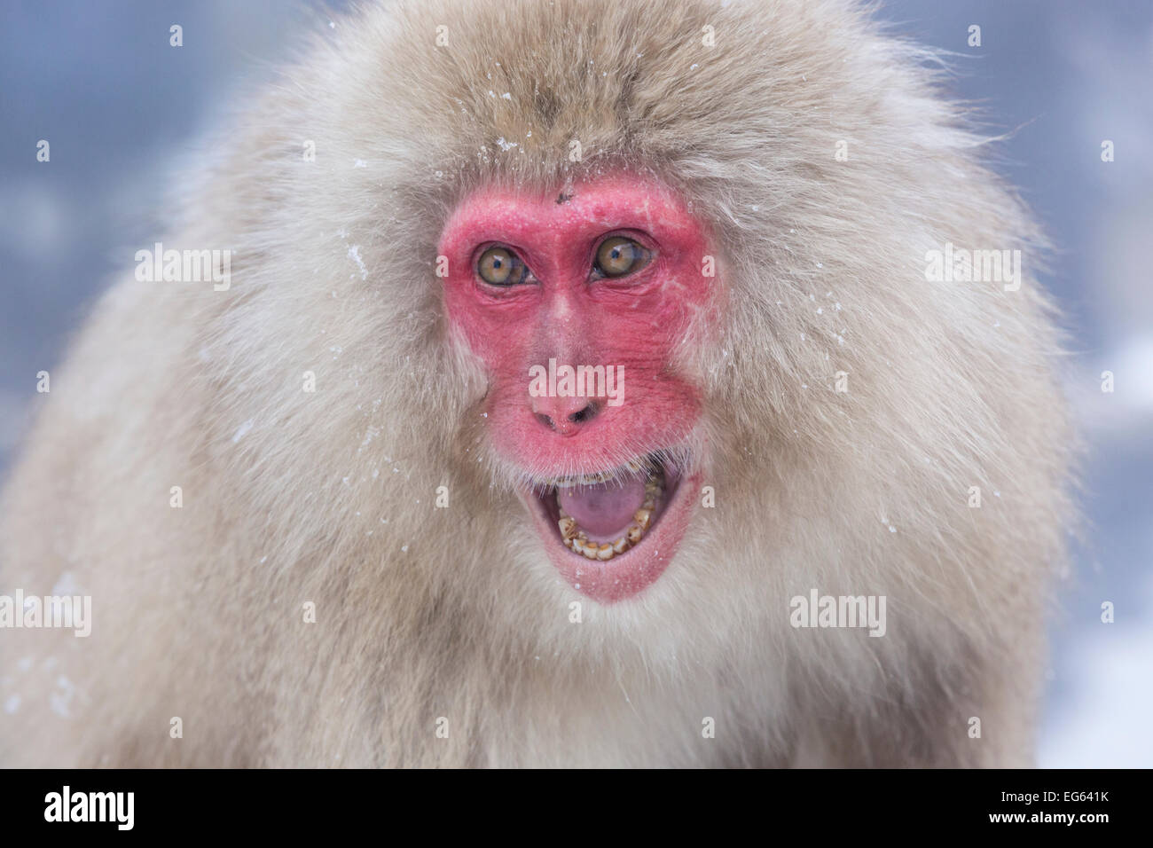 A macaque bearing his teeth aggressively at the Jigokudani Monkey Park ...