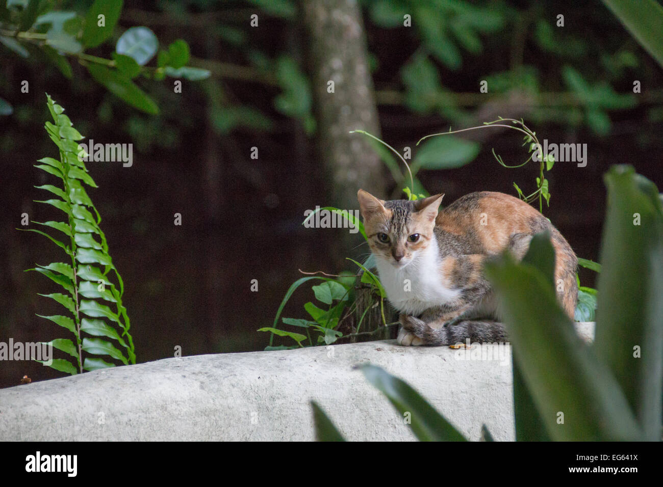 Stone feline hi-res stock photography and images - Alamy