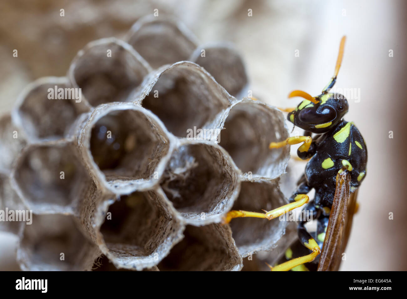 A young Paper Wasp Queen builds a nest to start a new colony Stock ...