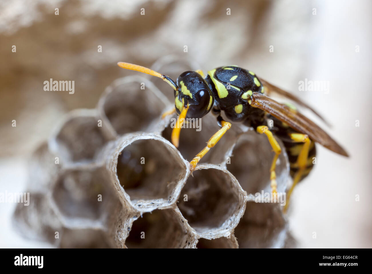 A young Paper Wasp Queen builds a nest to start a new colony Stock ...