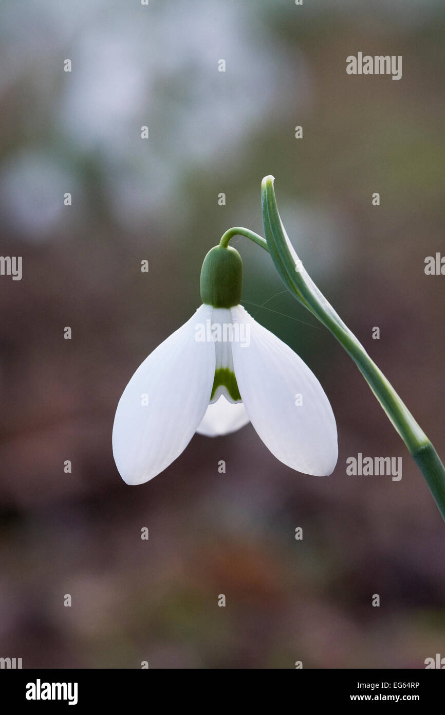 Galanthus Brenda Troyle. Species snowdrop growing in a woodland garden ...