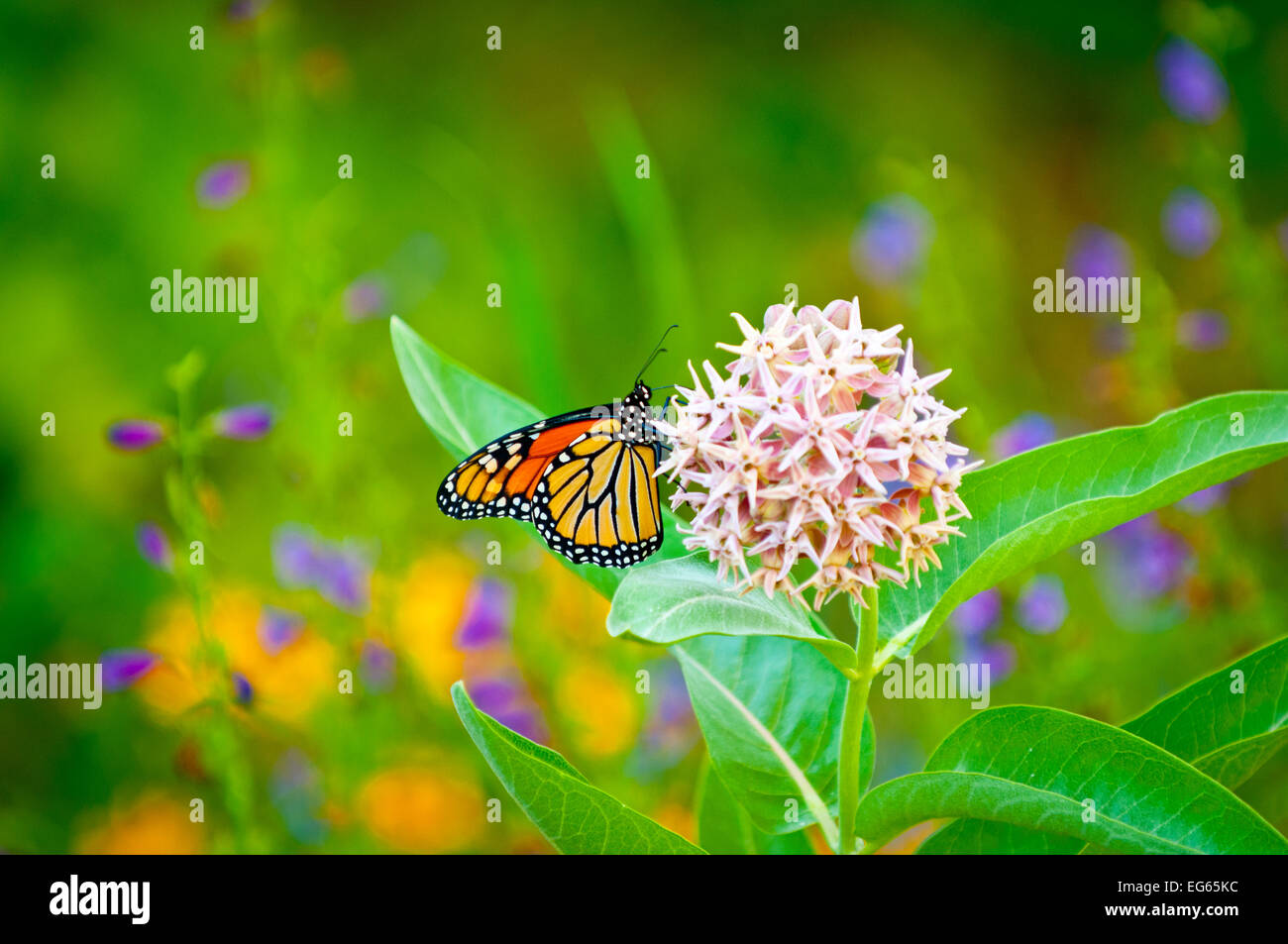 Monarchs and milkweek hi-res stock photography and images - Alamy
