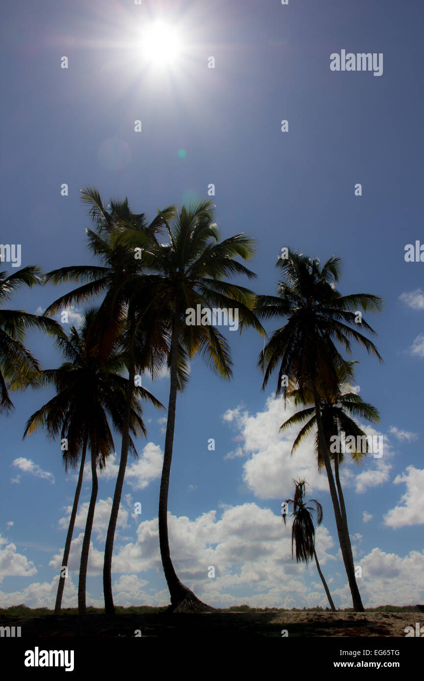 Coconut trees on a tropical beach with the sun beating down Stock Photo ...