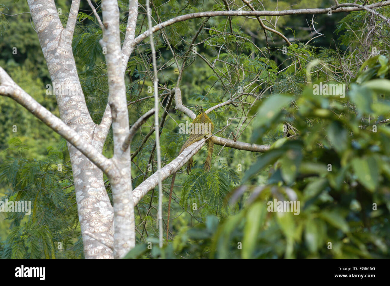 Lizard in Nuts Huts Hotel, Near Loboc, Bohol, The Visayas, Philippines ...