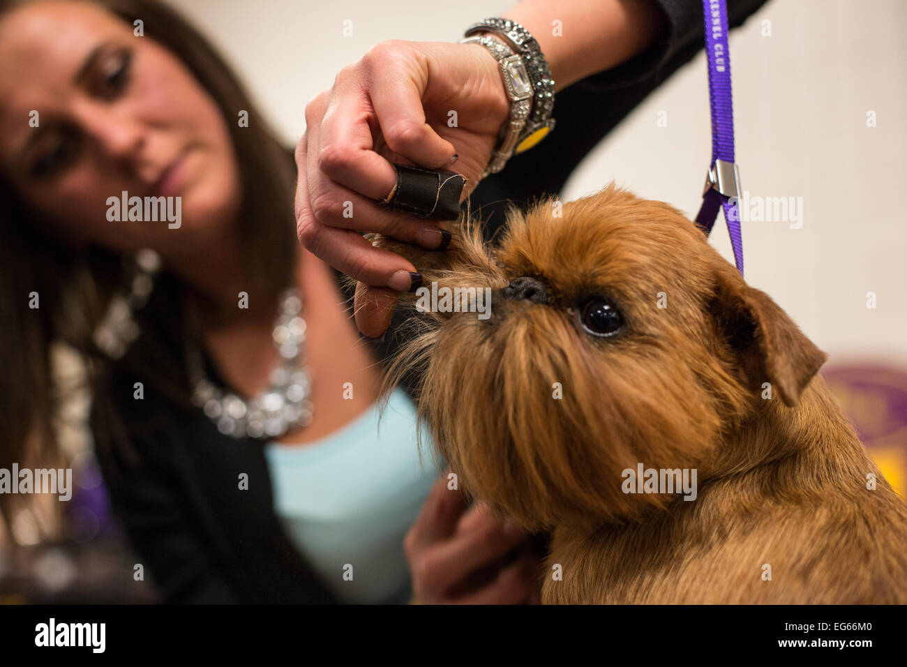 New York, NY, USA. 16th Feb, 2015. Brussels Griffon Cayman in the ...